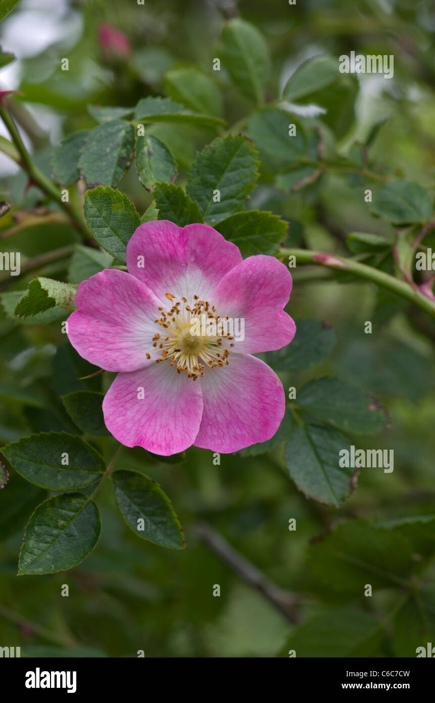 Where Do Dog Roses Grow
