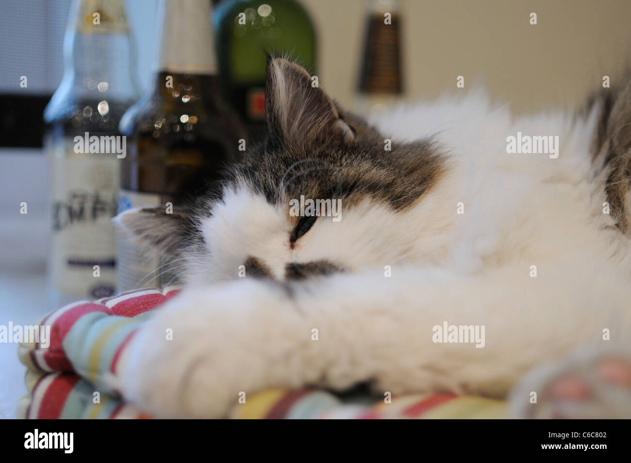 A domestic pet cat snoozing alongside empty beer and wine bottles Stock ...