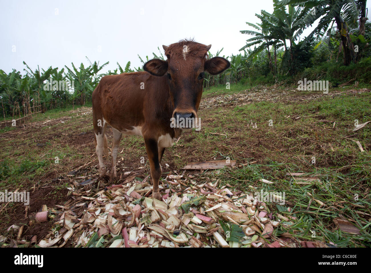 Cow eating banana trunk pulp, Mount Elgon, Uganda, Africa Stock Photo ...