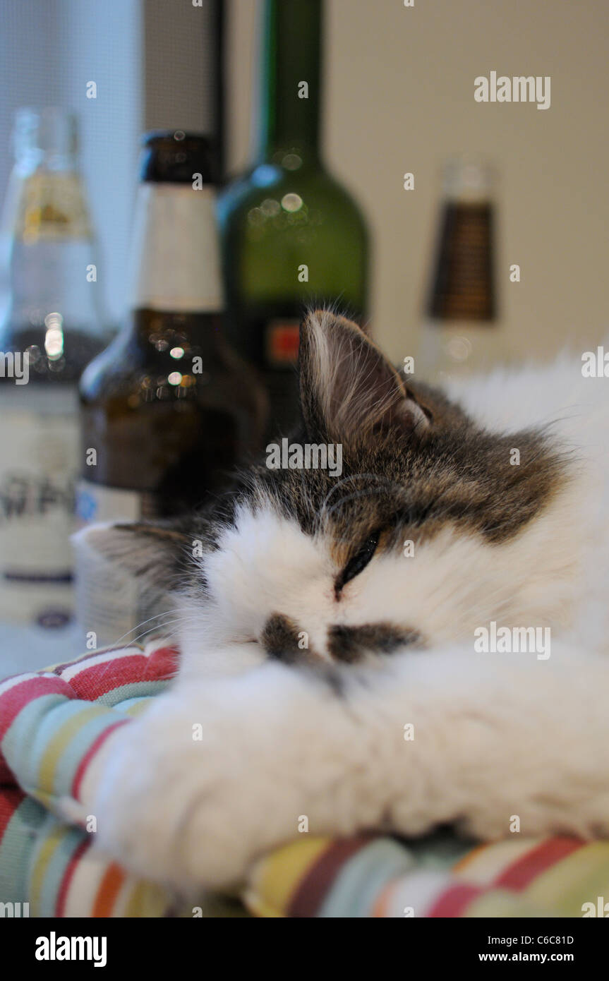 Snoozing Cat High Resolution Stock Photography and Images - Alamy