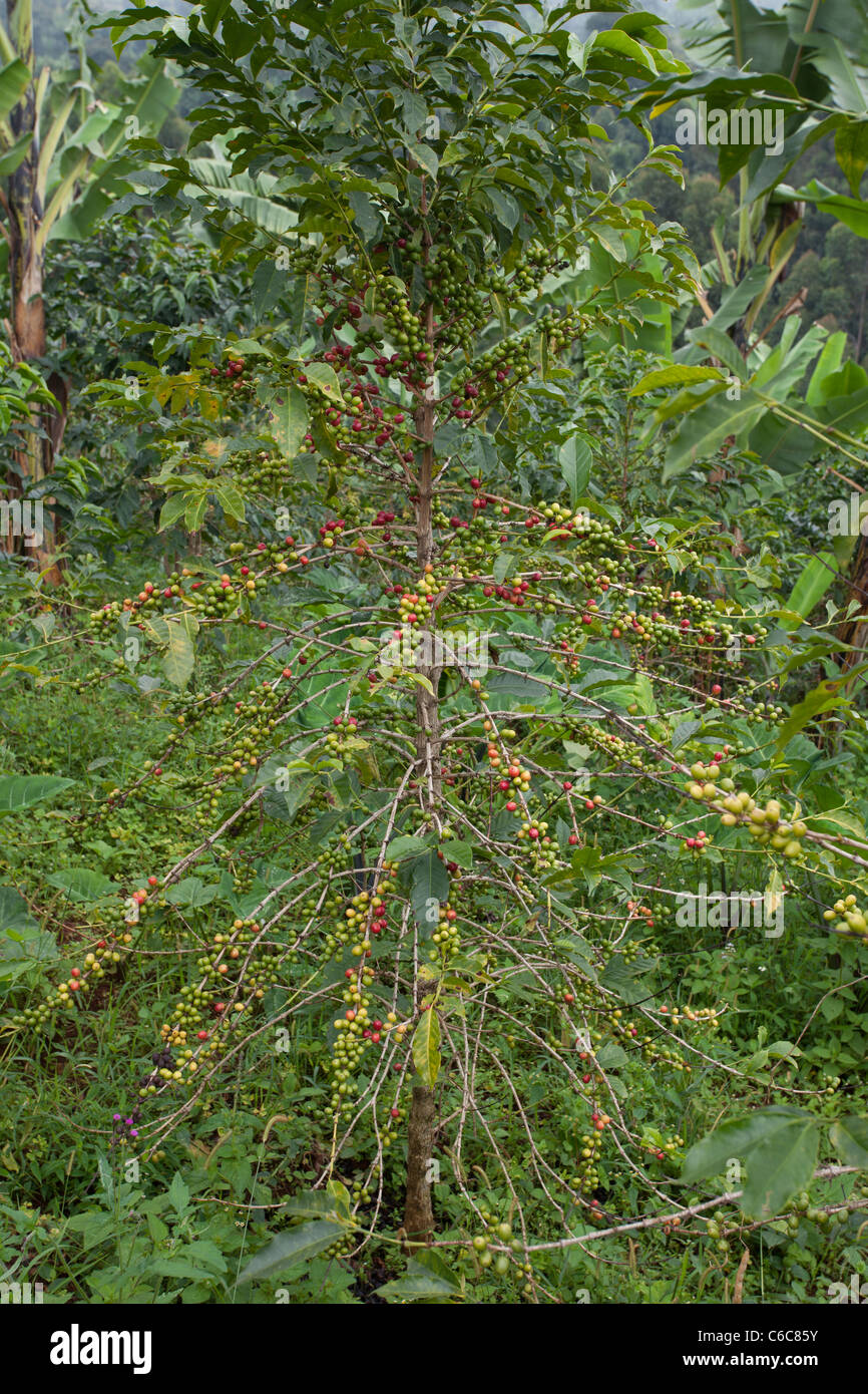 Coffee Tree covered in ripe beans and ready to harvest, Mount Elgon ...