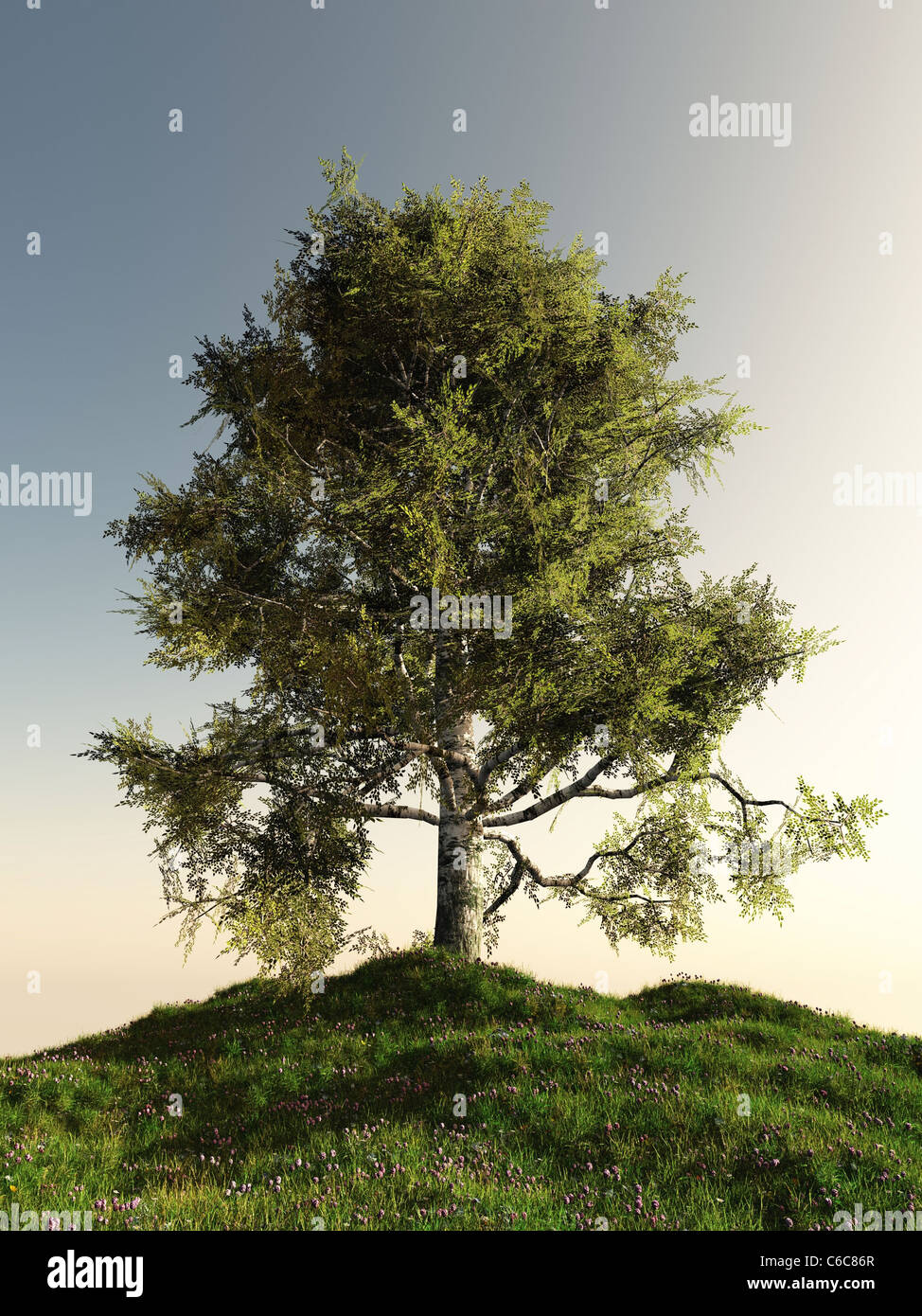 Solitary Birch Tree Stock Photo - Alamy