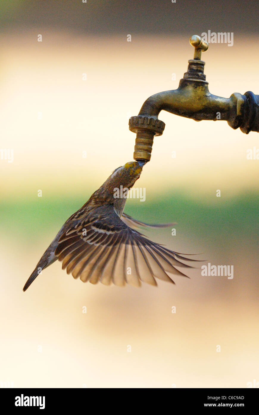 Bird drinking water from a tap hi-res stock photography and images - Alamy