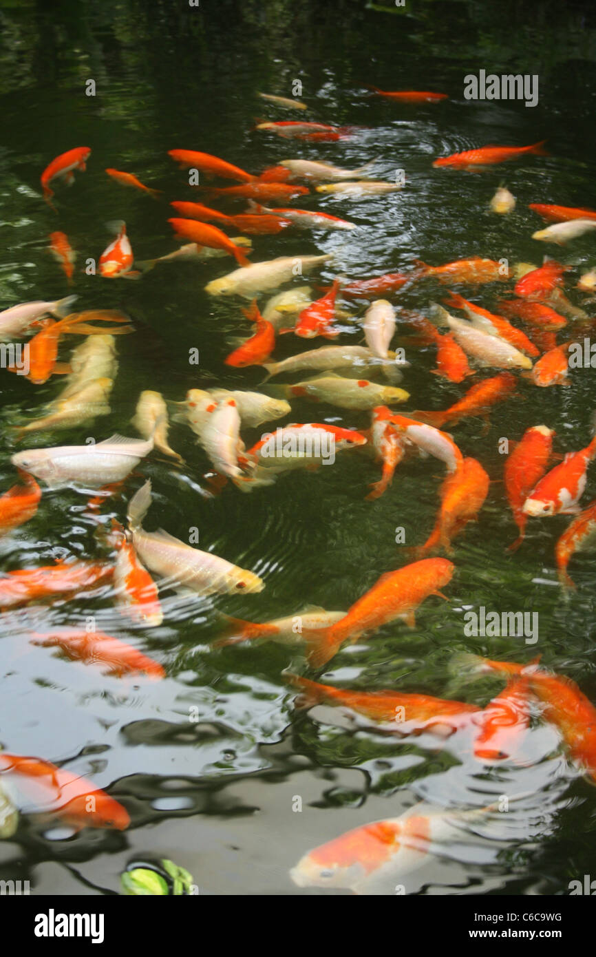 Gold fish pond hi-res stock photography and images - Alamy