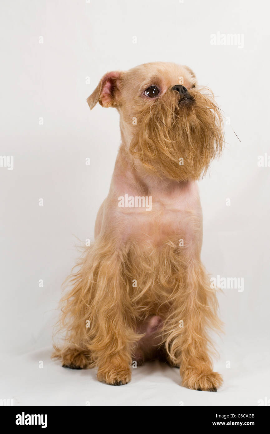 Dog of breed the Griffon Bruxellois after grooming Stock Photo - Alamy