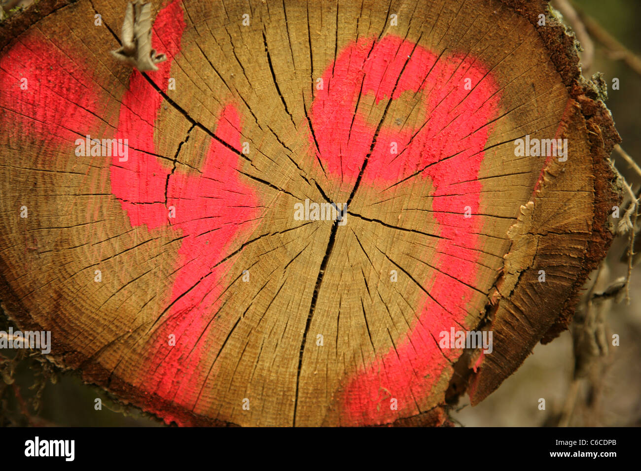 Red number 49 spray-painted onto felled tree trunk Stock Photo - Alamy
