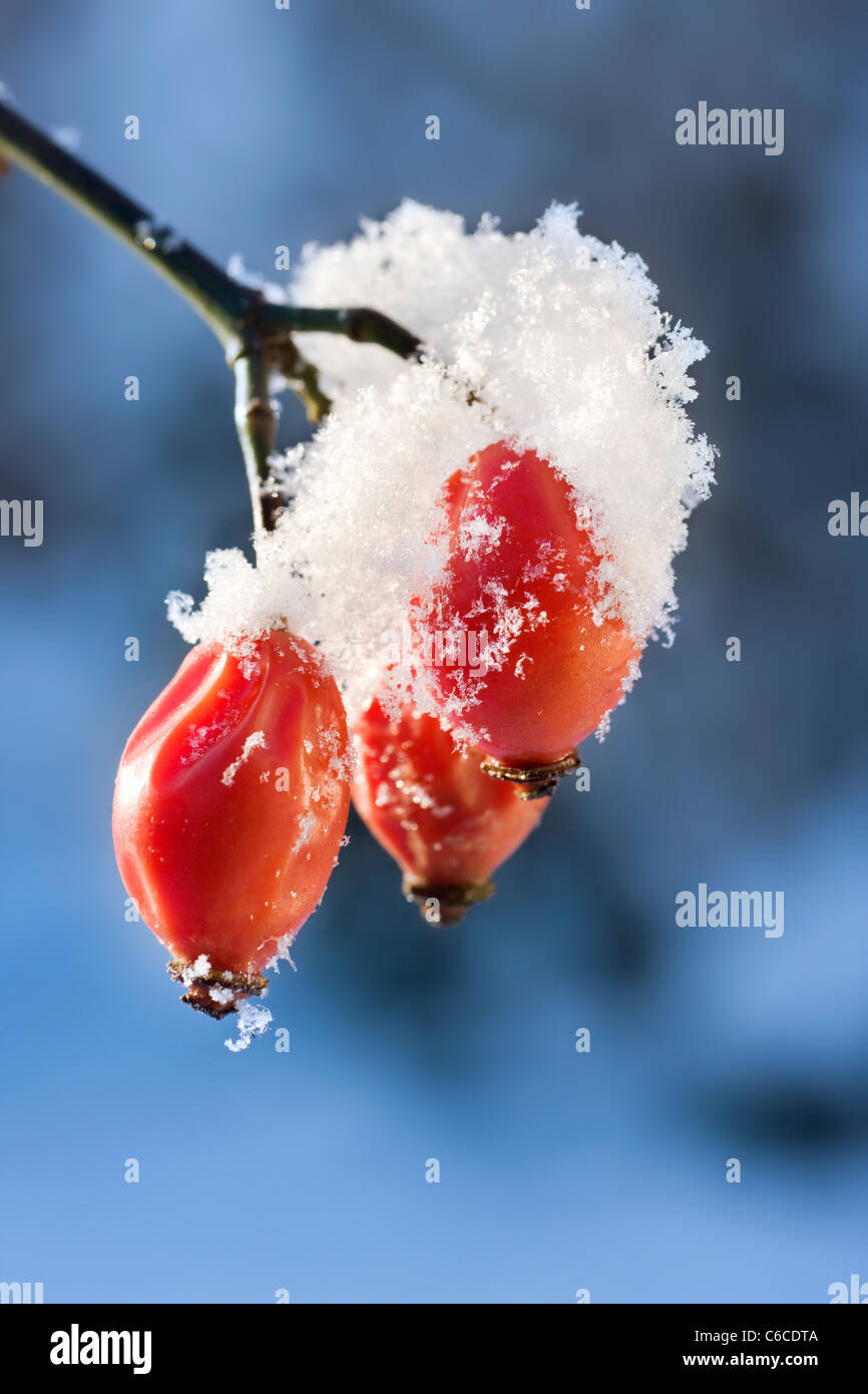 Red Roses In The Snow High Resolution Stock Photography and Images - Alamy