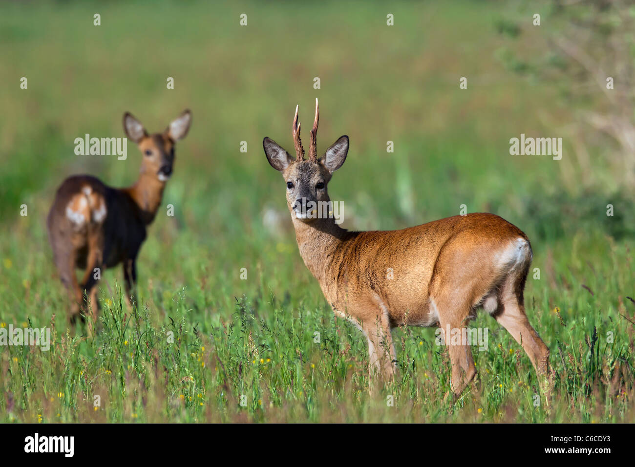 Roe deer (Capreolus capreolus) roebuck with female in field, Germany ...