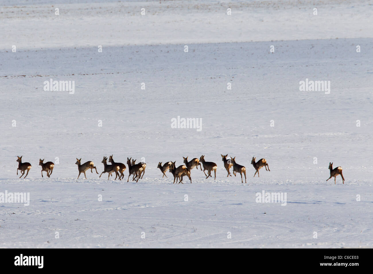 Deer herd running hi-res stock photography and images - Alamy