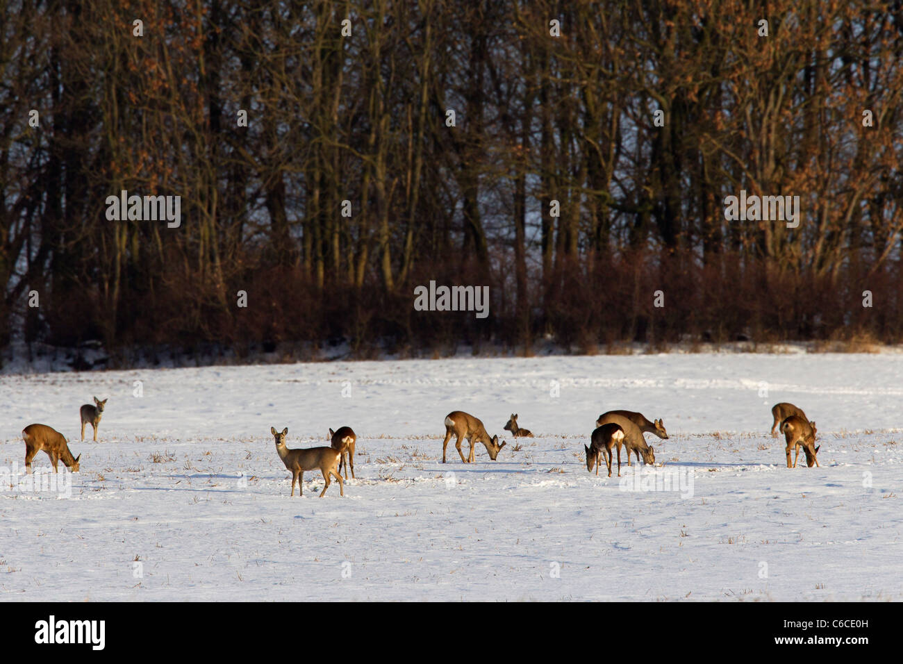 Roe doe deer feeding hi-res stock photography and images - Alamy