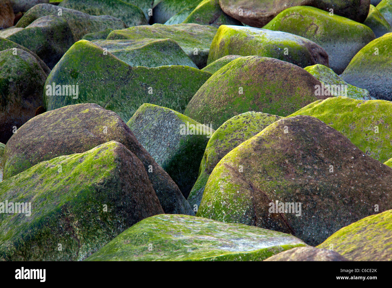 Rocks covered in green alga along the coast in the Jasmund National ...