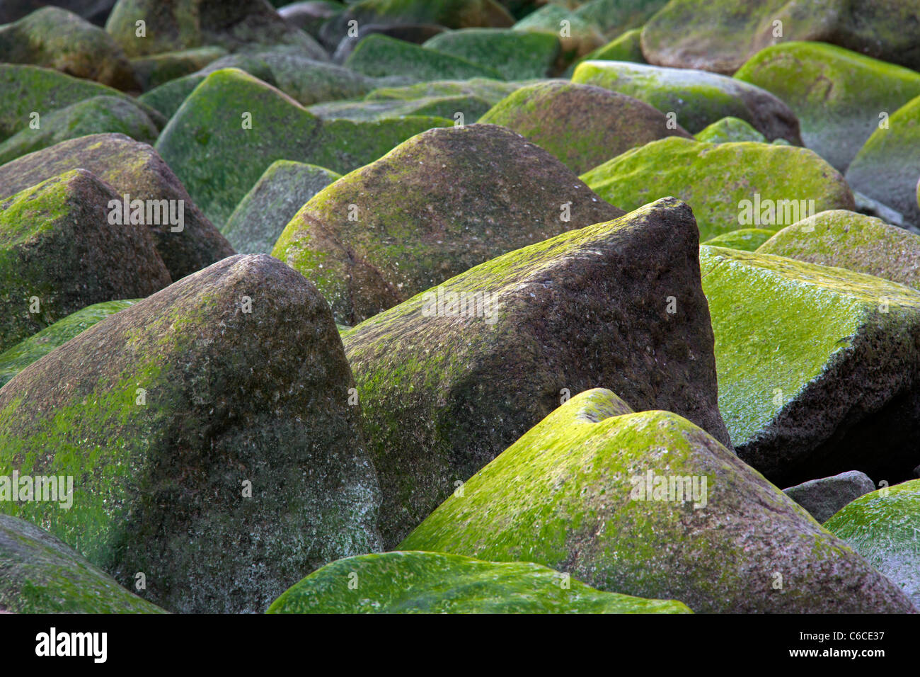 Rocks covered in green alga along the coast in the Jasmund National ...
