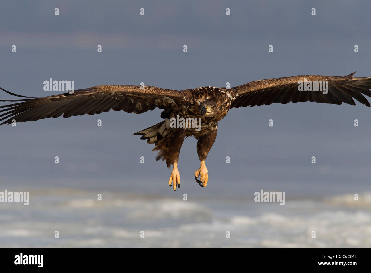 White-tailed Eagle / Sea Eagle / Erne (Haliaeetus albicilla) landing on ...
