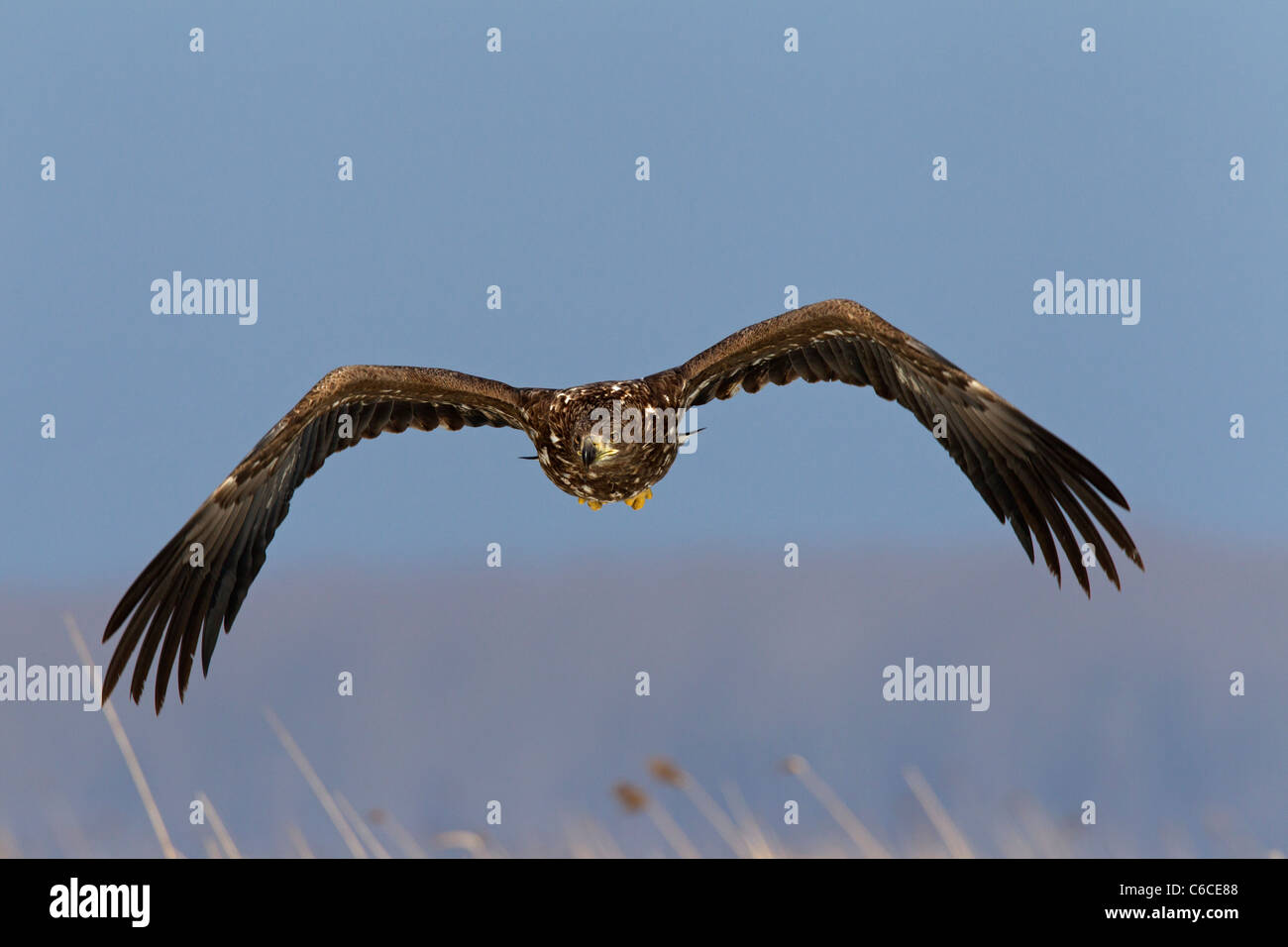 White-tailed Eagle / Sea Eagle / Erne (Haliaeetus albicilla) flying ...