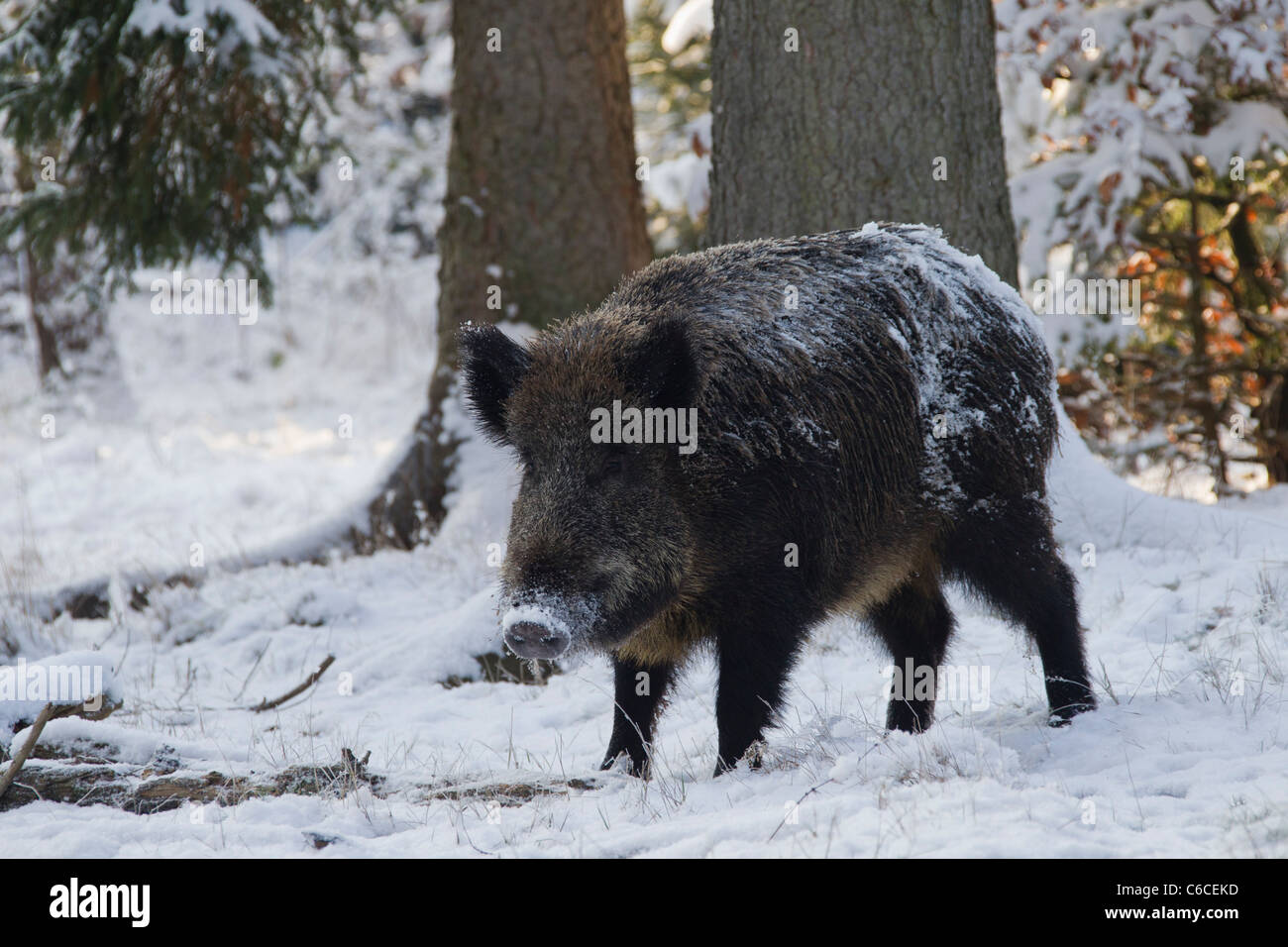 Wild boar (Sus scrofa) foraging in the snow in winter, Germany Stock ...