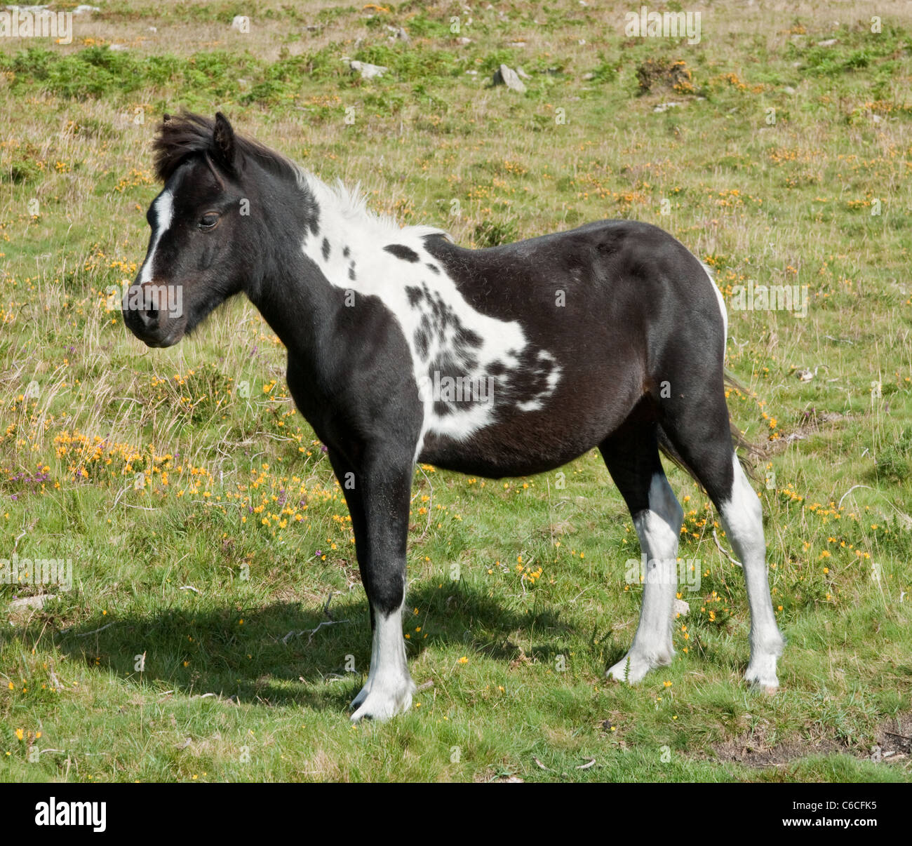 A young male black and white Dartmoor pony Stock Photo - Alamy