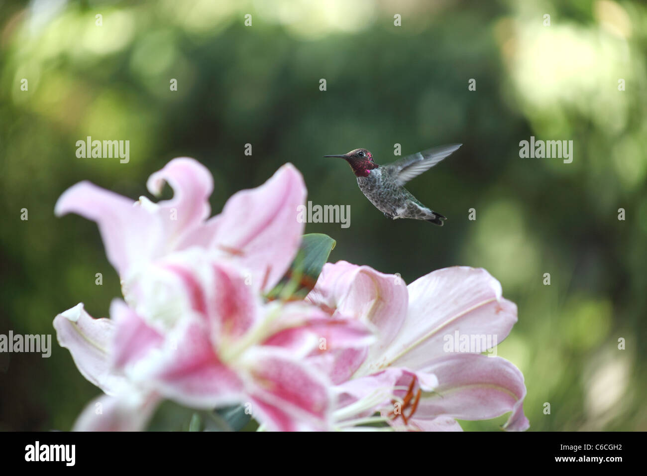 Hummingbird hovering over flowers hi-res stock photography and images ...