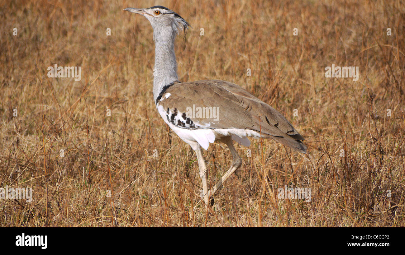 Cory Bustard, Serengeti National Park Tanzania Stock Photo - Alamy