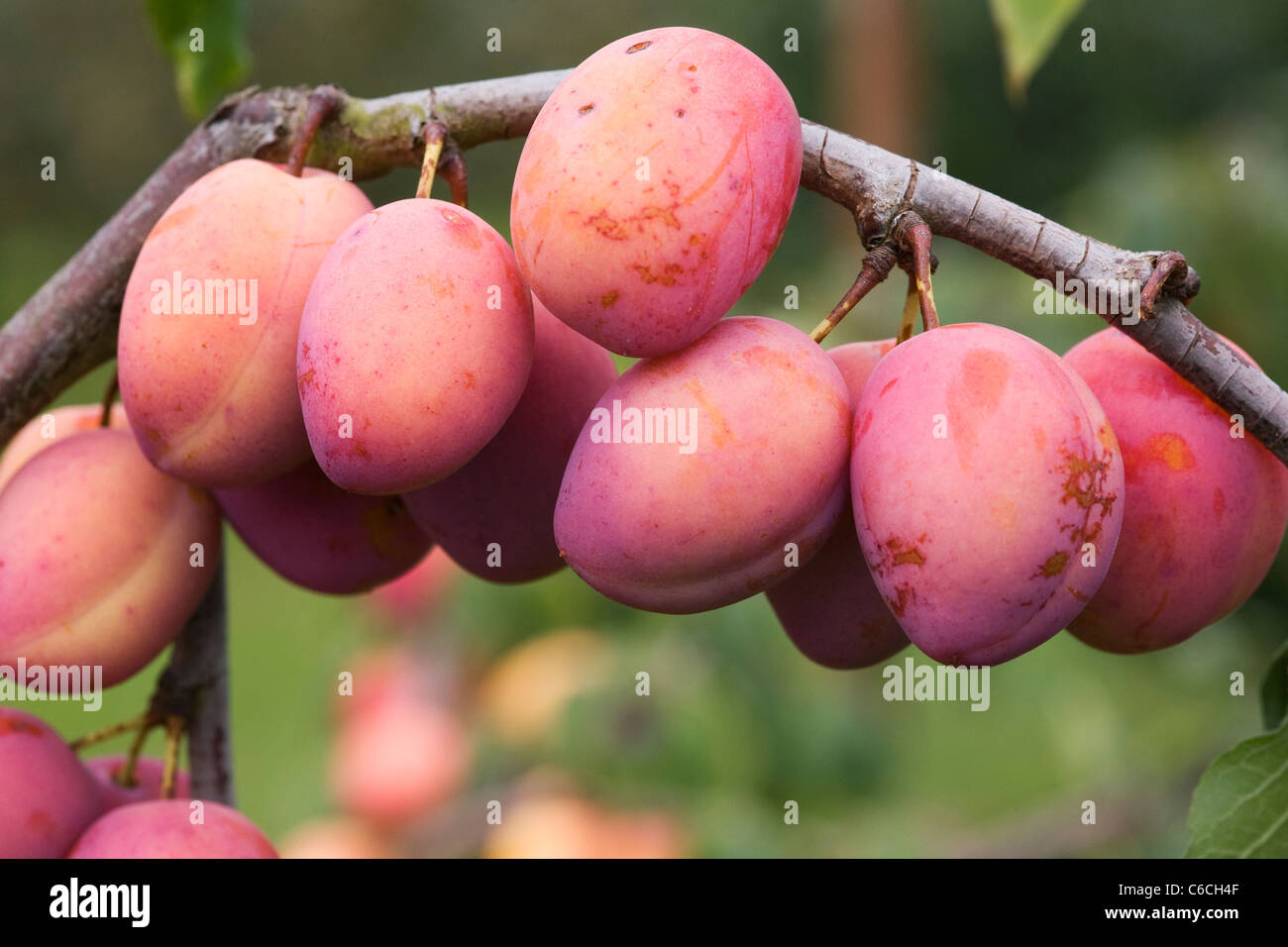 Plum tree autumn hi-res stock photography and images - Alamy
