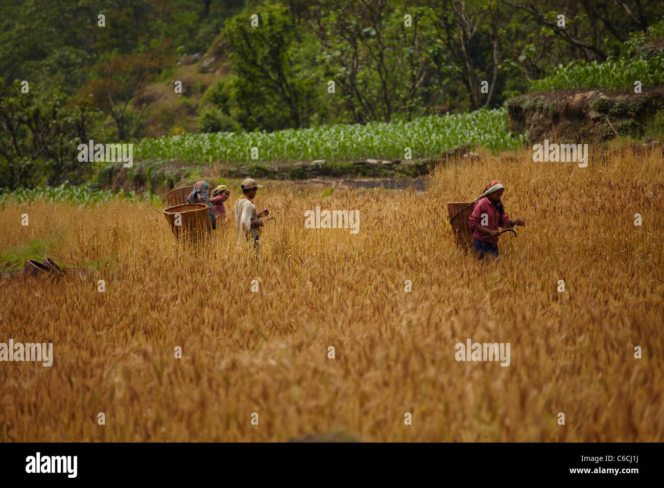 Rice field in nepal hi-res stock photography and images - Alamy