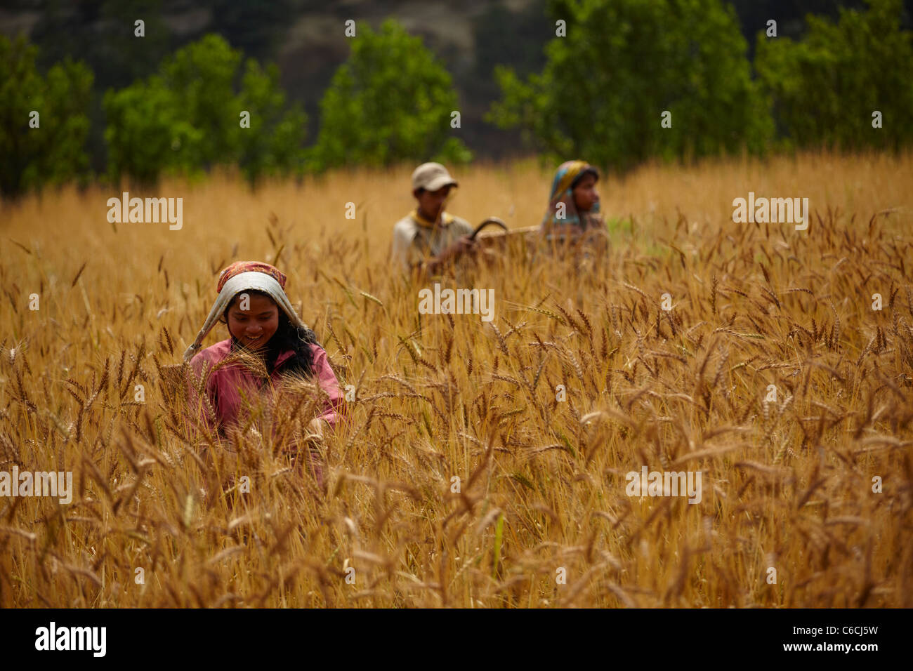Rice field in nepal hi-res stock photography and images - Alamy