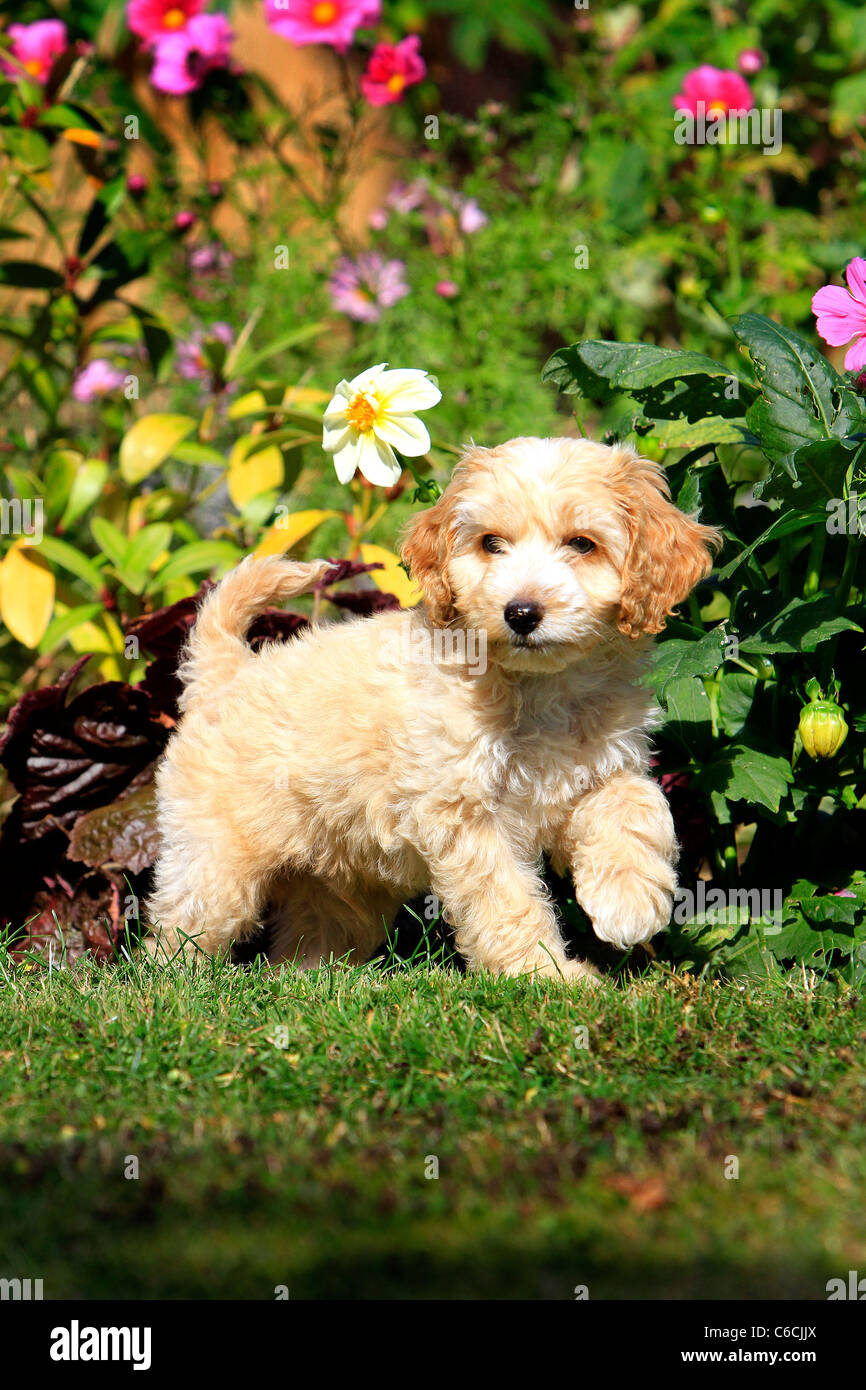 Cockapoo High Resolution Stock Photography and Images - Alamy