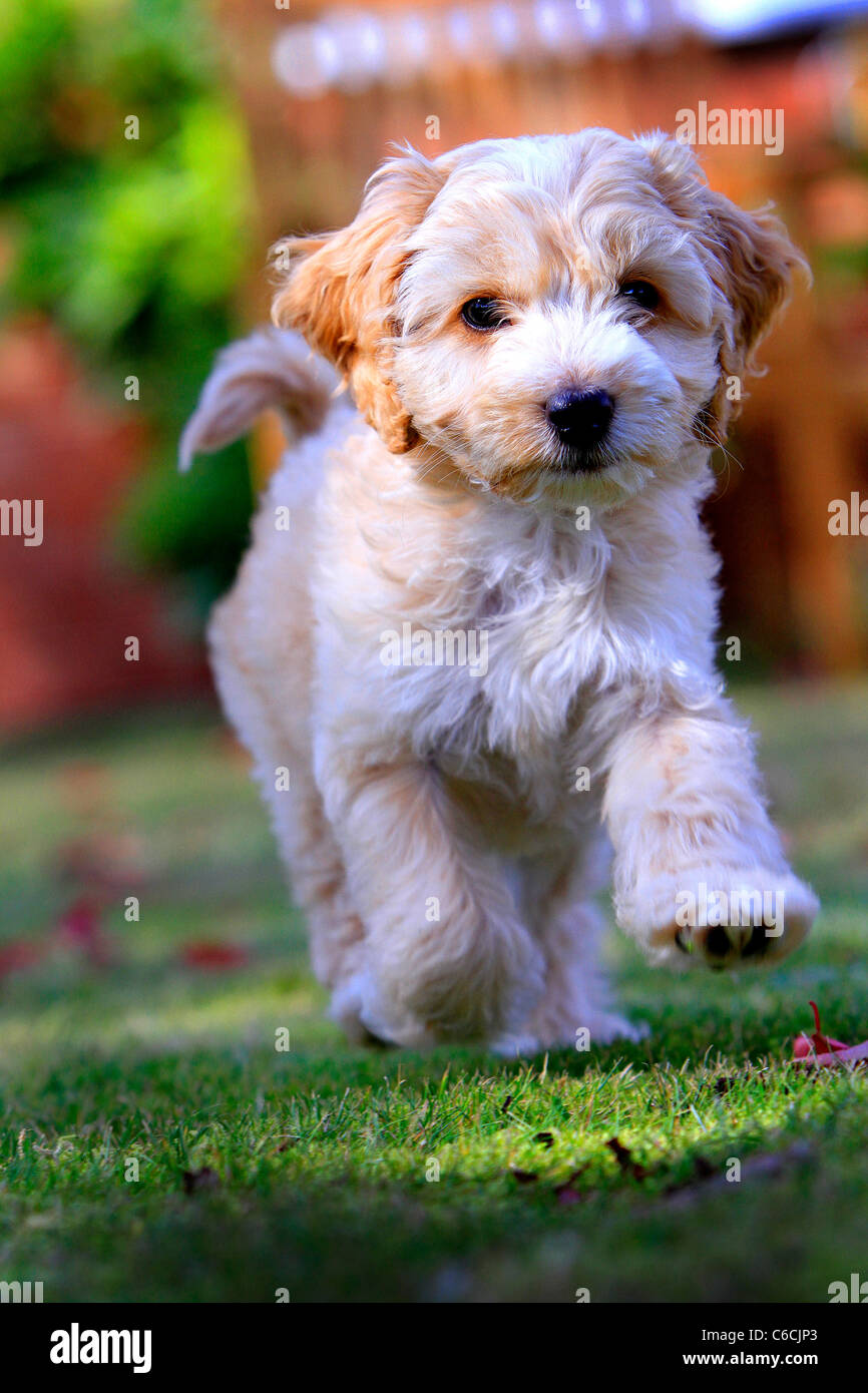 Cockapoo hi-res stock photography and images - Alamy
