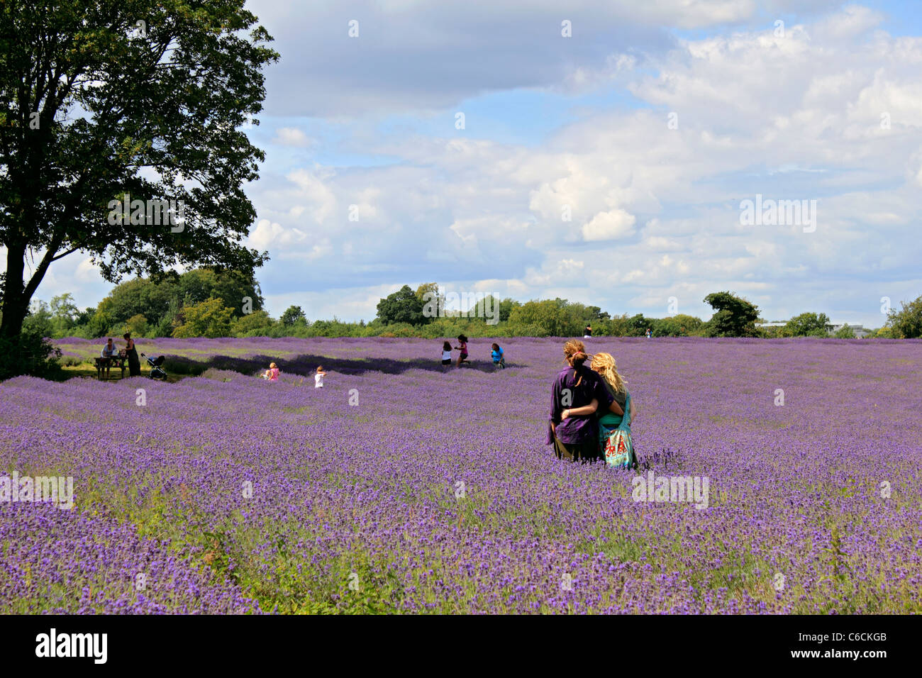 Mayfield Lavender fields Banstead Surrey England UK Stock Photo - Alamy