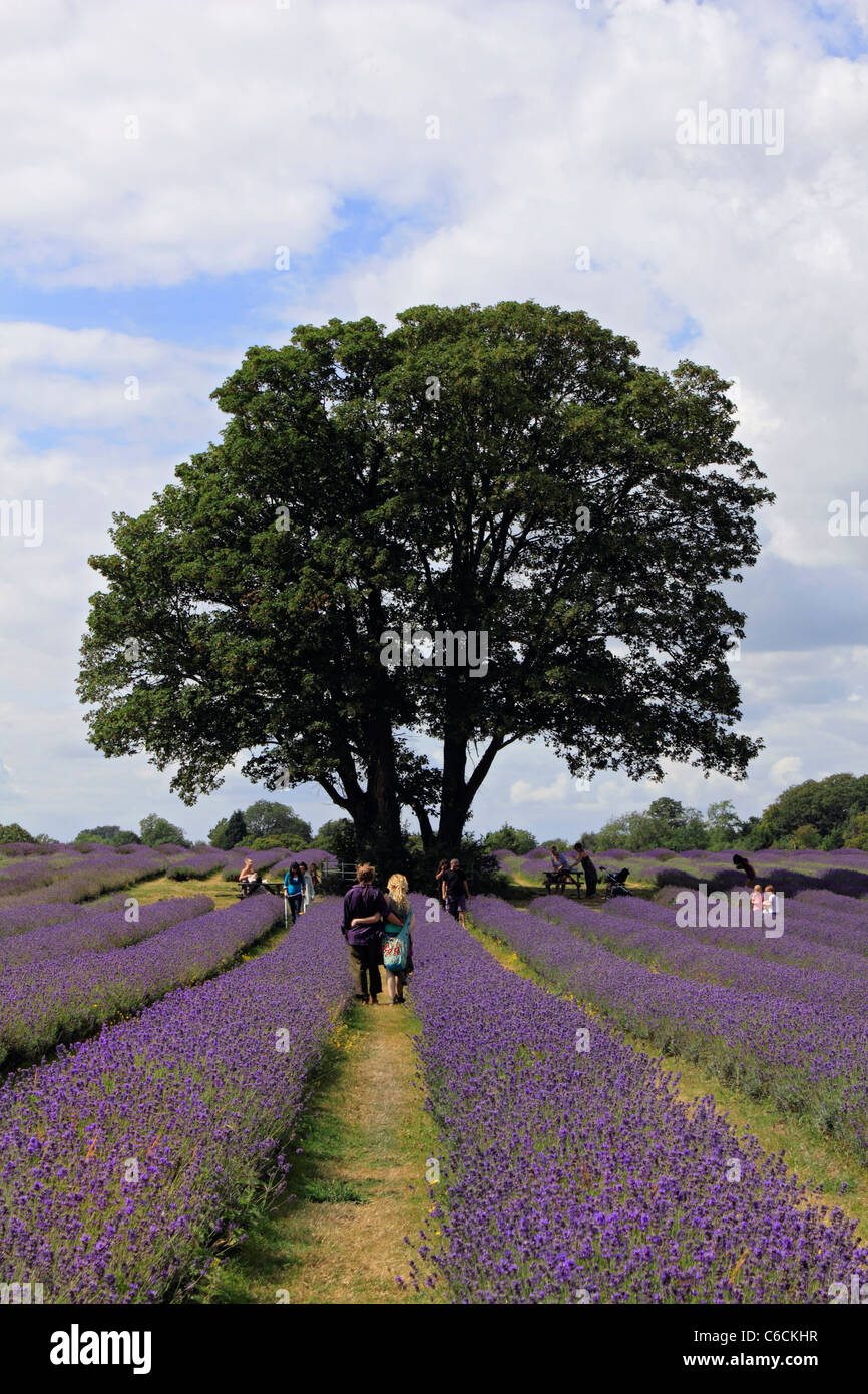 Lavender fields england hi-res stock photography and images - Alamy