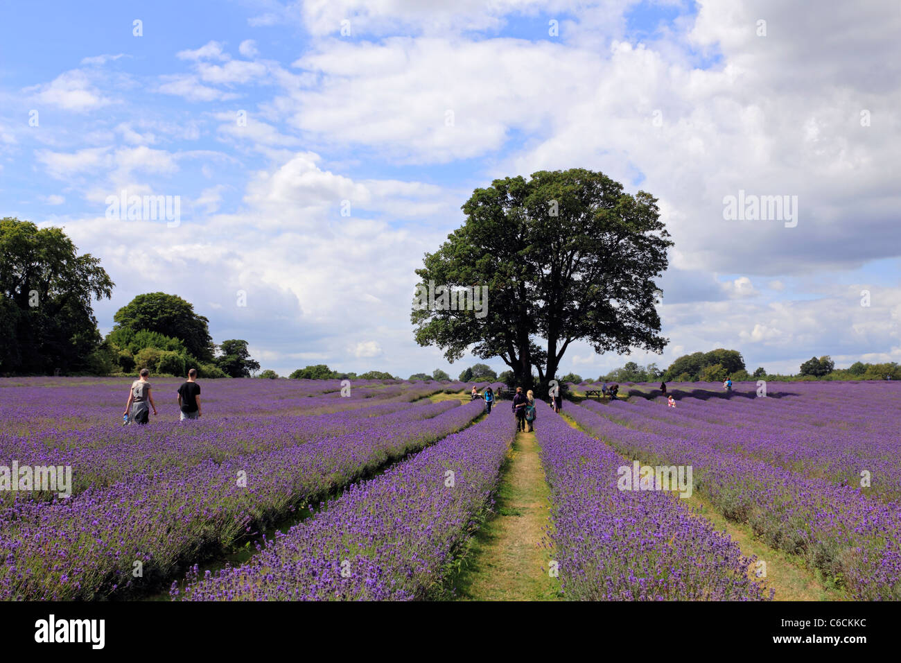 Lavender fields england hi-res stock photography and images - Alamy