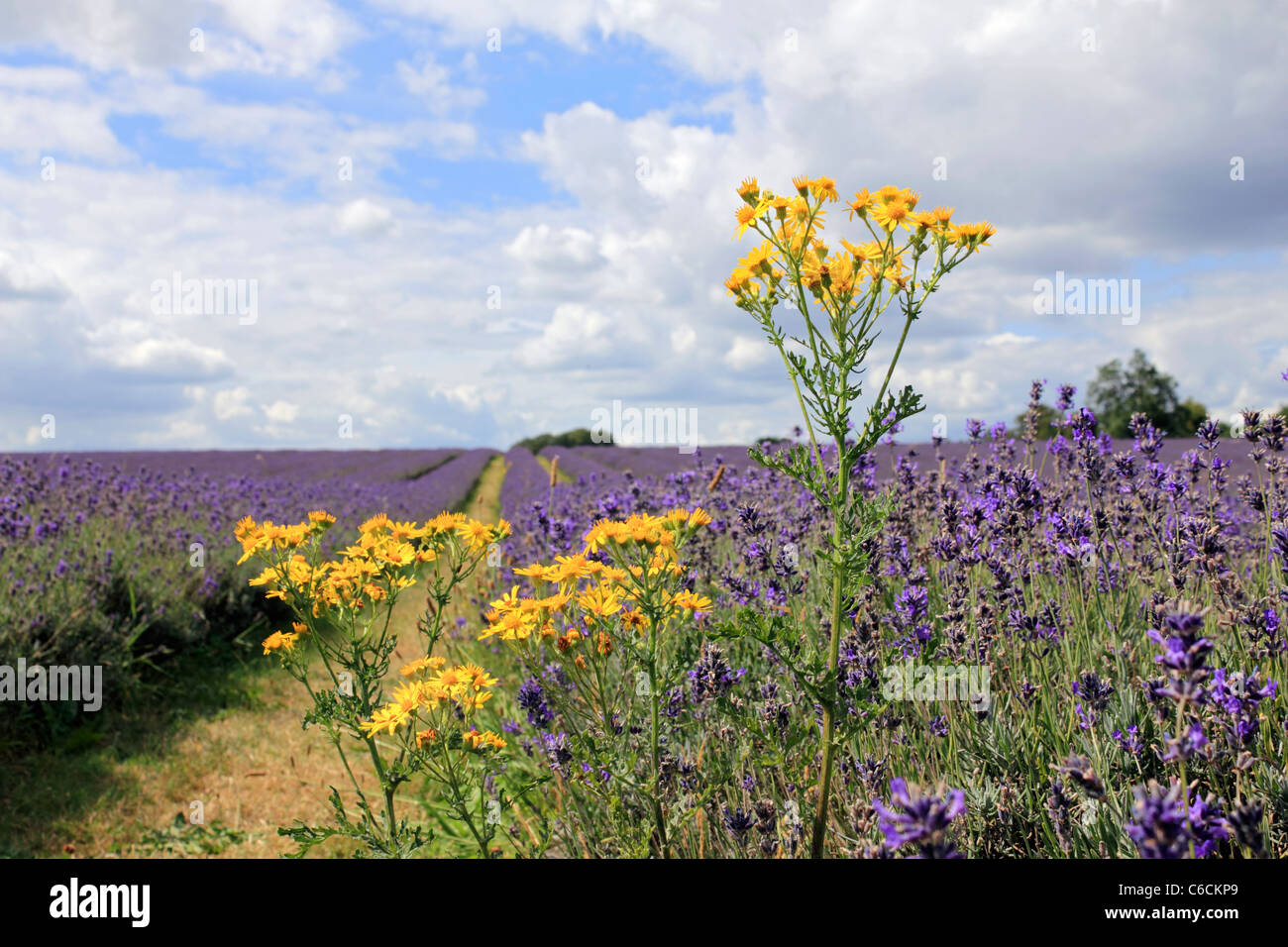 Mayfield Lavender fields Banstead Surrey England UK Stock Photo - Alamy