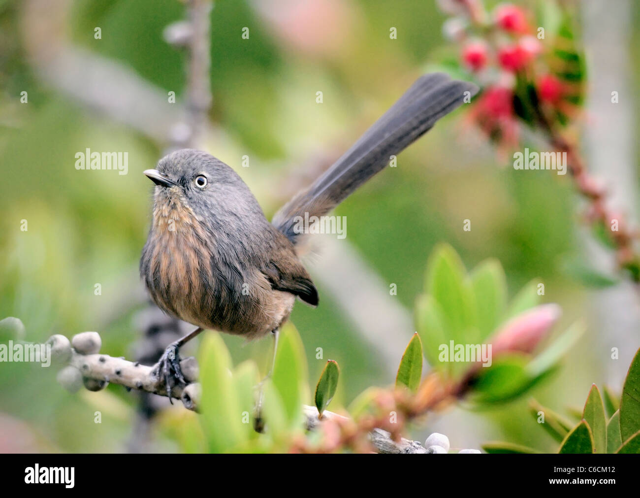 Wrentit (Chamaea fasciata) perched on a twig amid green leaves and red ...