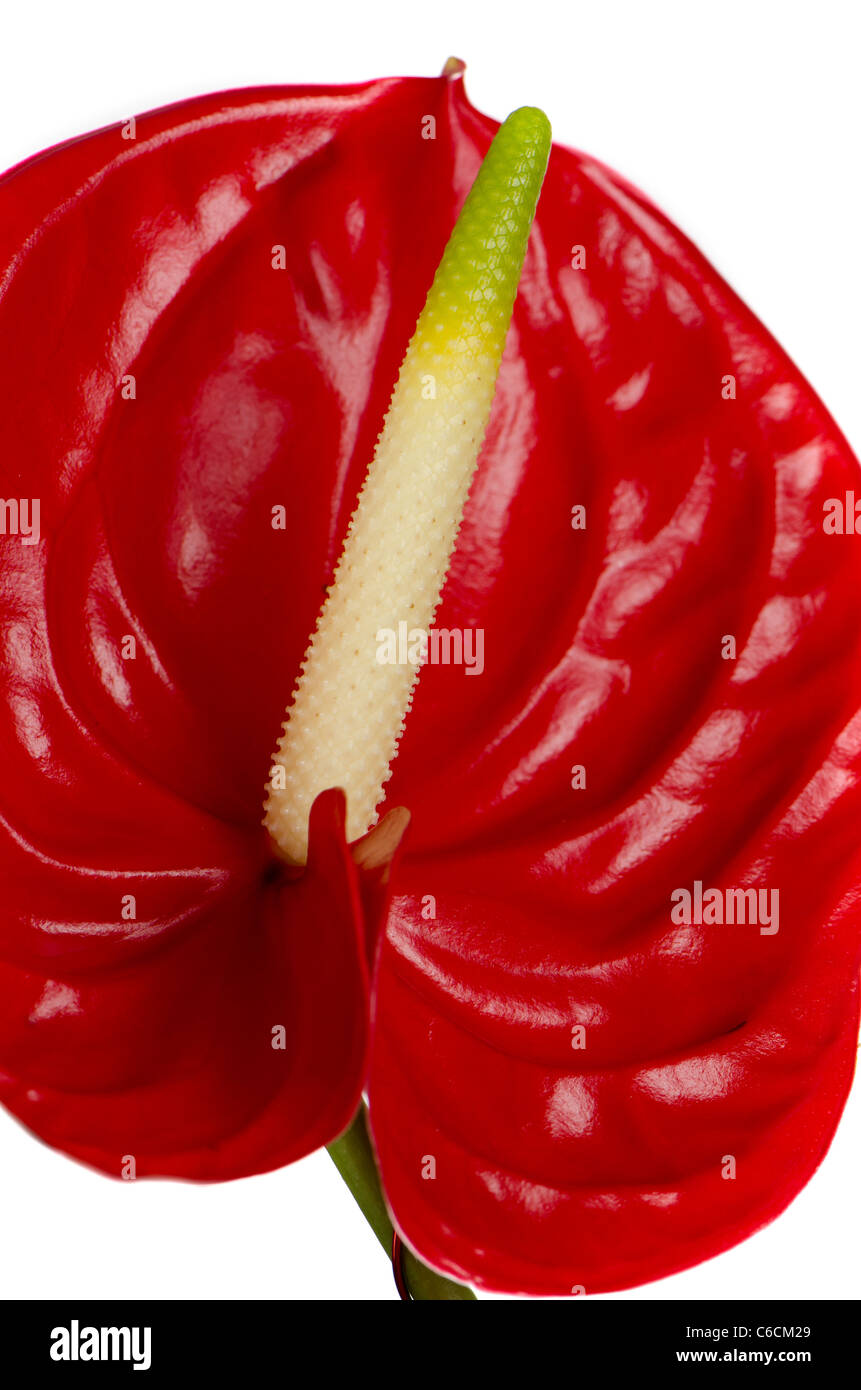 Beautiful red anturio flower detail isolated on white background Stock ...