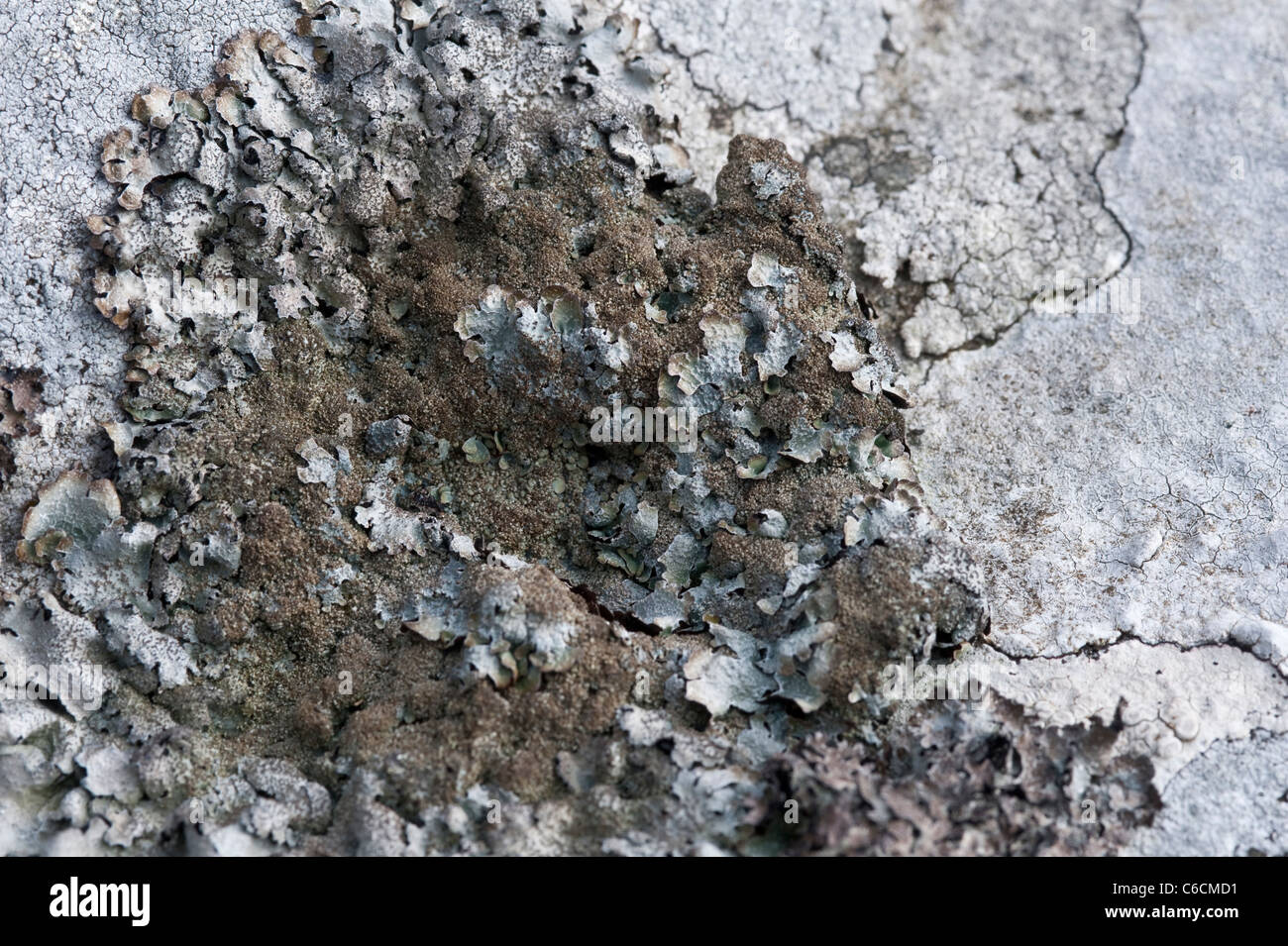 Parmelia saxatilles (grey) Fair Isle Shetland Subarctic Archipelago ...