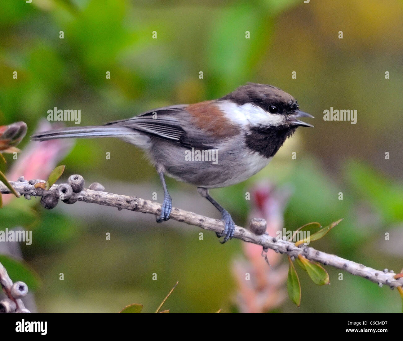 Chestnut brown back black markings hi-res stock photography and images ...