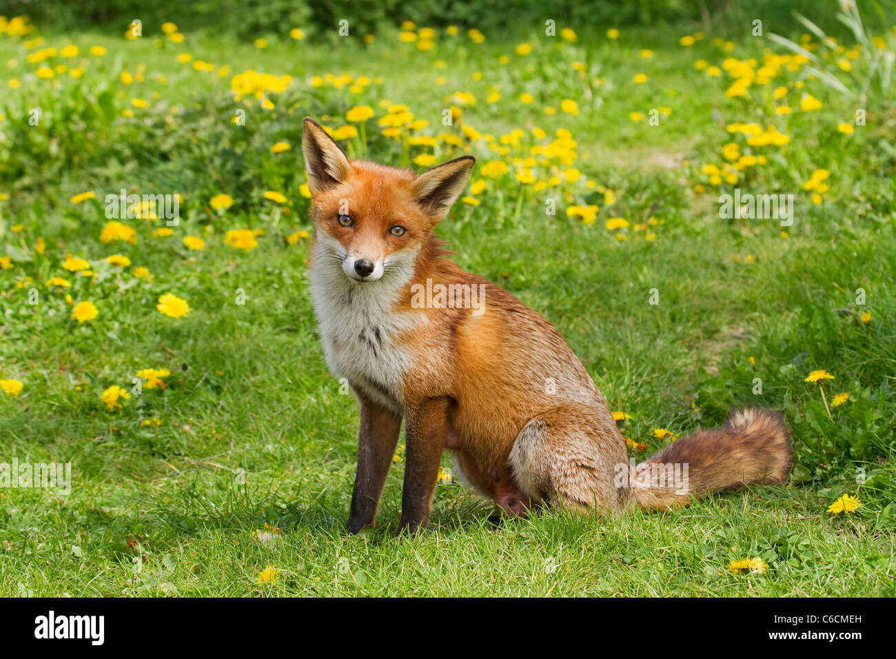 Fox sitting hi-res stock photography and images - Alamy