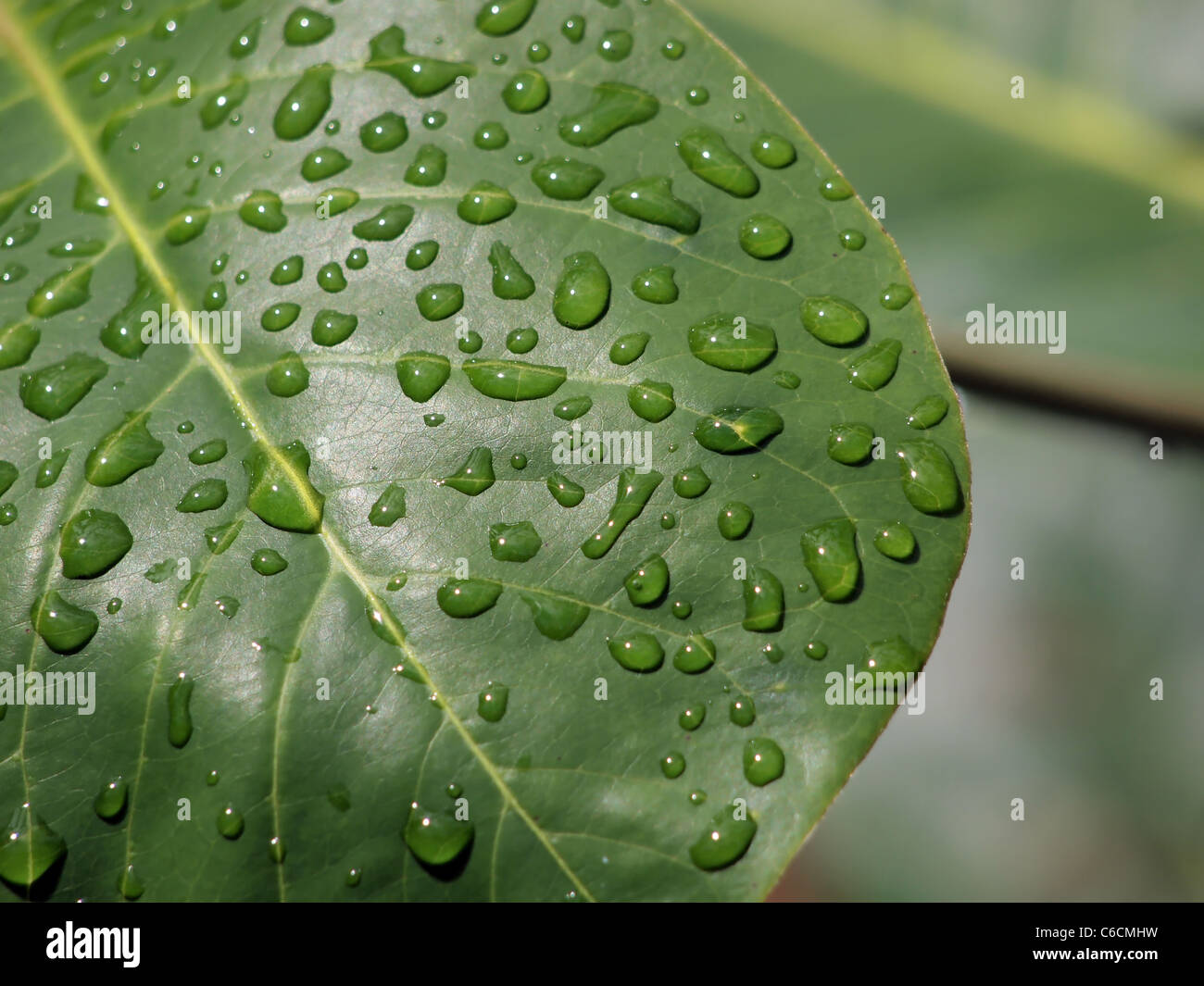 Almond tree leaf hi-res stock photography and images - Alamy