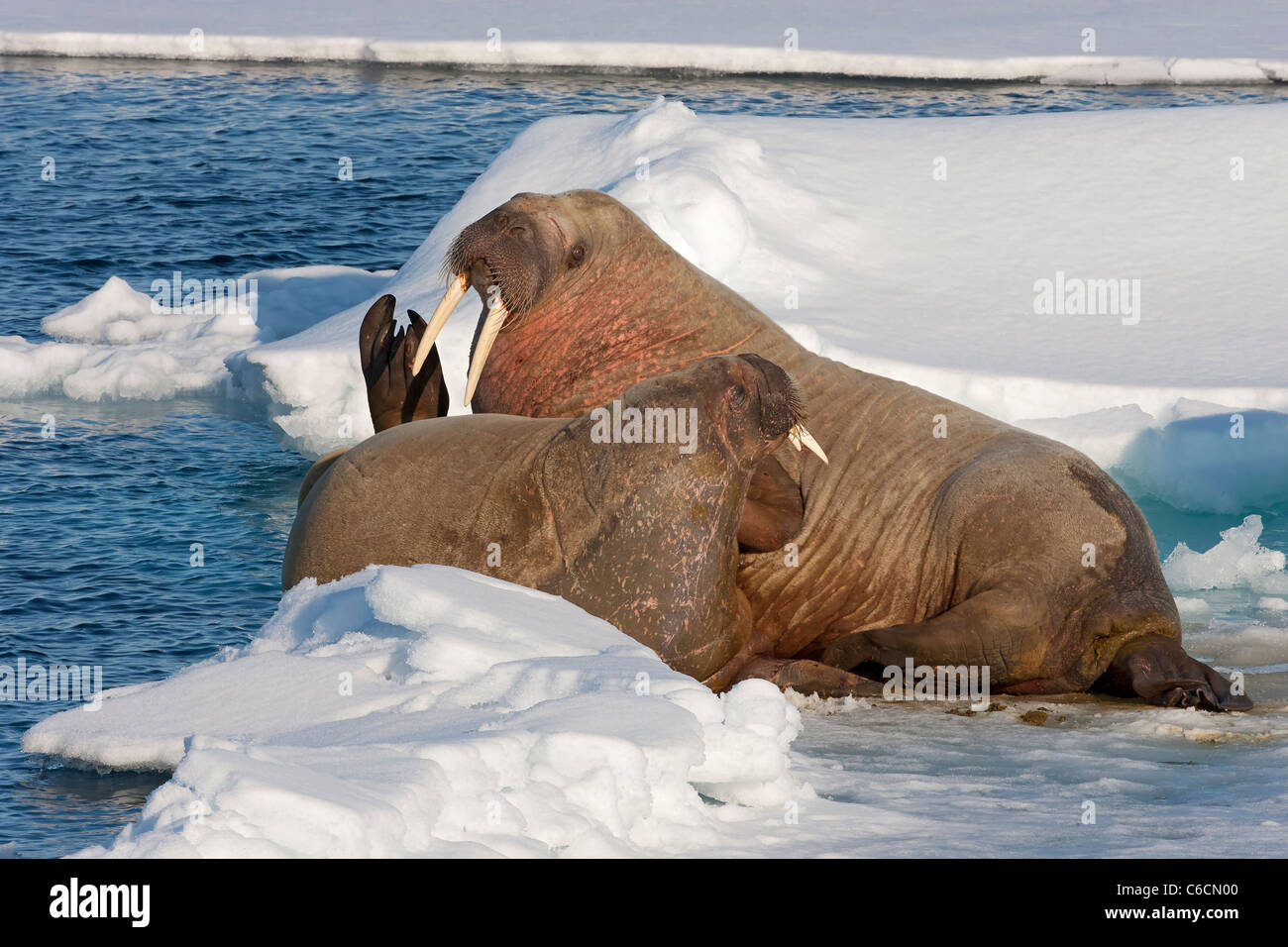 walrus (Odobenus rosmarus) male and female lying together on ice in ...