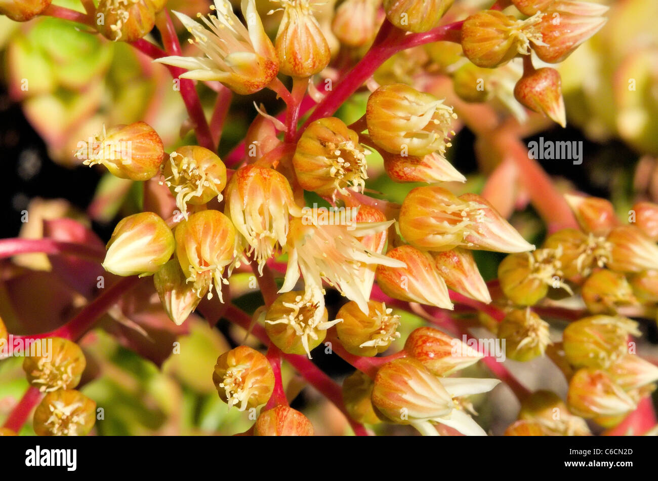 Echeveria Setosa High Resolution Stock Photography and Images - Alamy