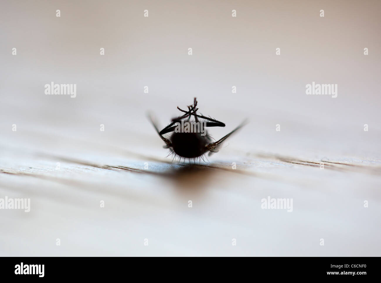 Dead House Fly Stock Photo - Alamy