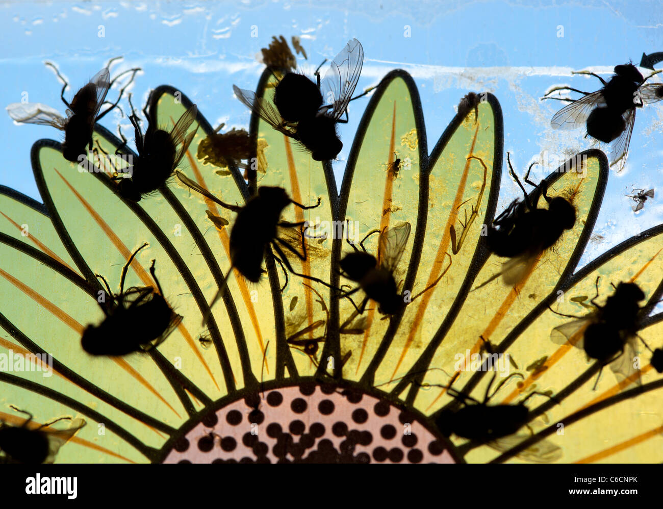Dead Flies on Fly Trap Adhesive Window Sticker Stock Photo - Alamy