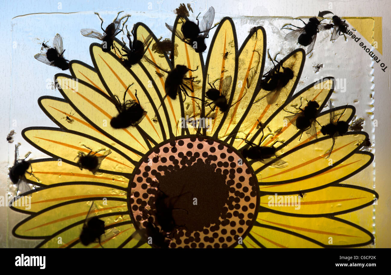 Dead Flies on Fly Trap Adhesive Window Sticker Stock Photo - Alamy
