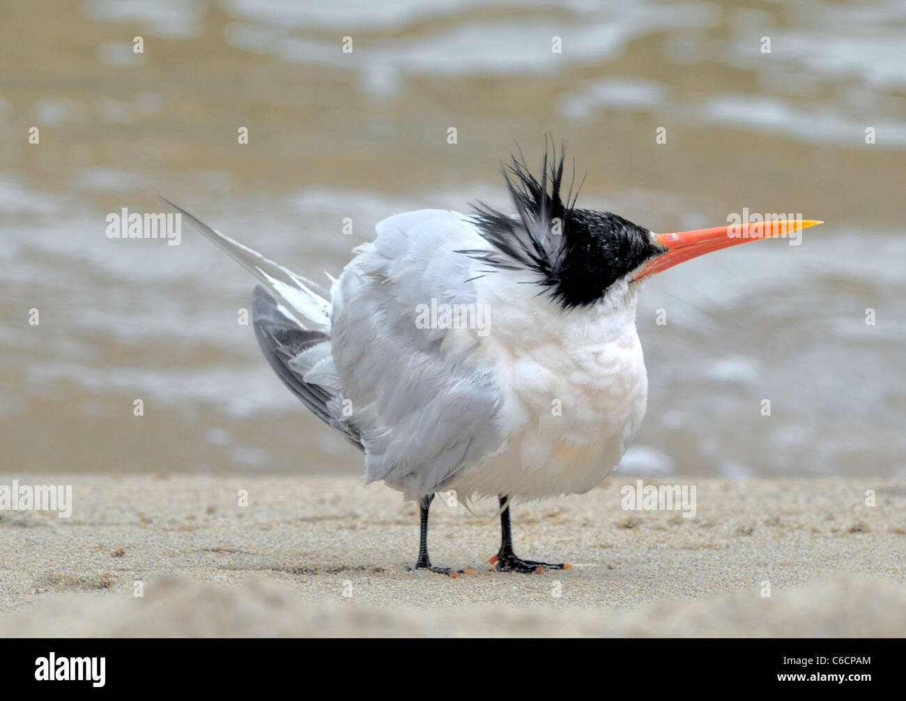 Disheveled bird hi-res stock photography and images - Alamy