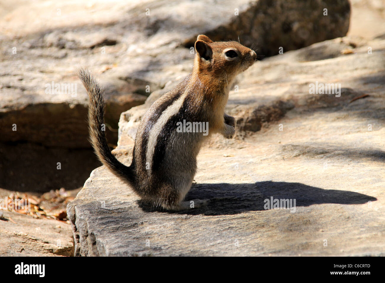 Chipmunk in Grand Teton Stock Photo - Alamy