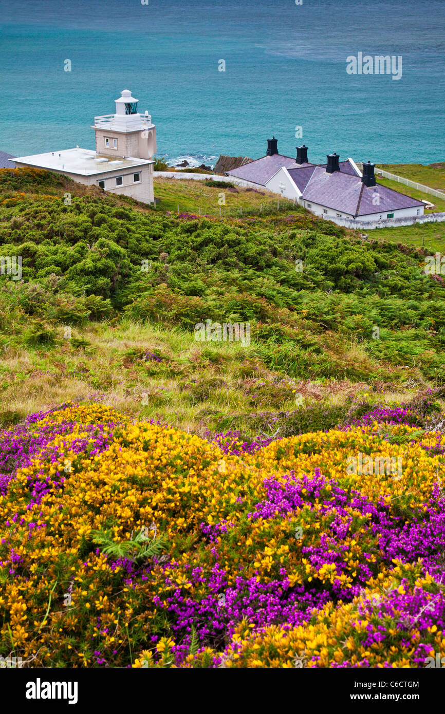 Yellow gorse and purple heather with Bull Point Lighthouse beyond, near ...