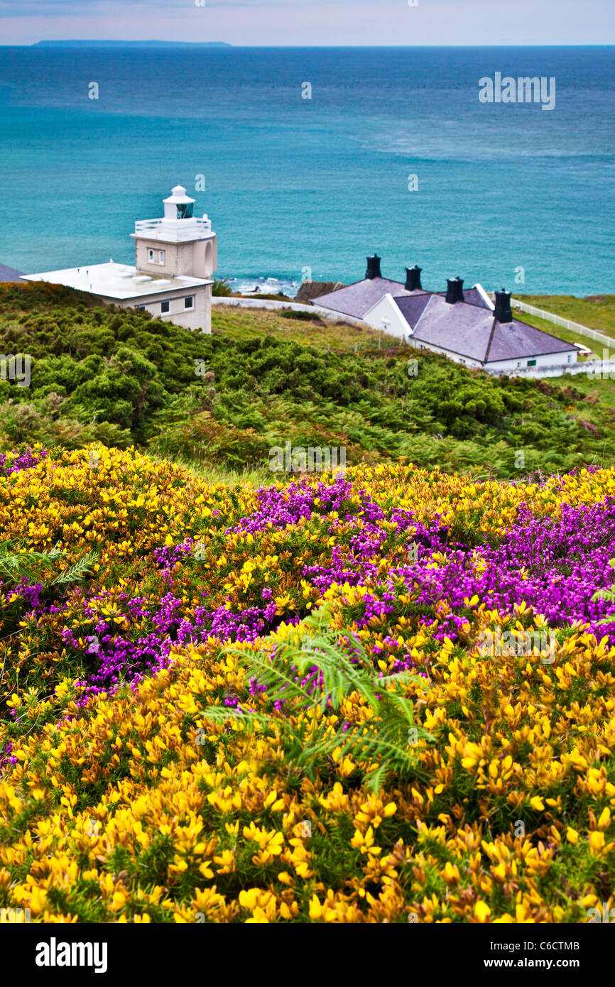 Yellow gorse and purple heather with Bull Point Lighthouse and Lundy ...