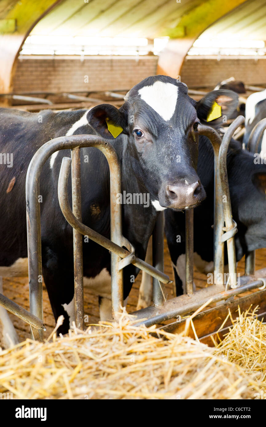 Typical Dutch black and white cows in the stable Stock Photo - Alamy