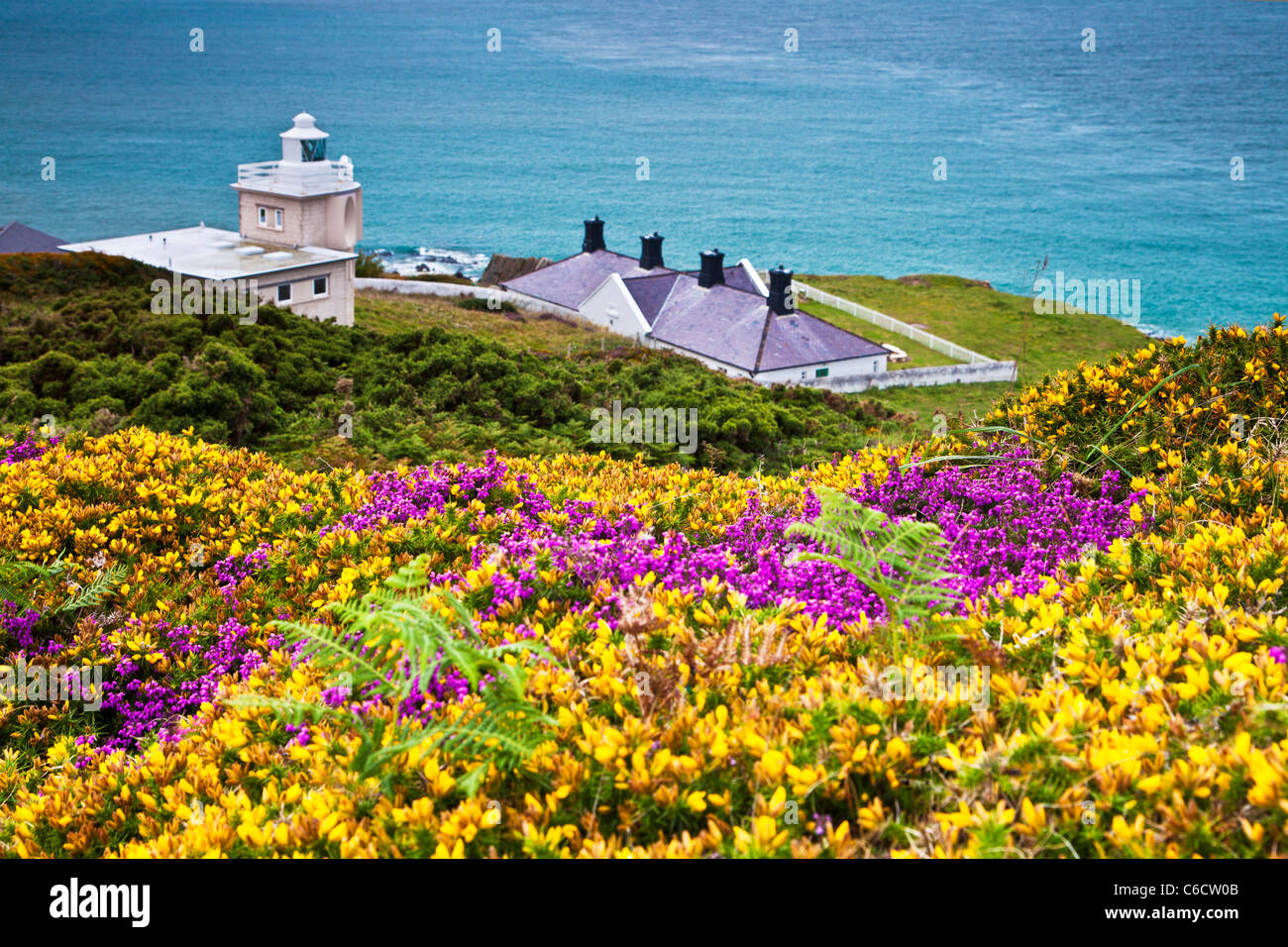 Yellow gorse and purple heather with Bull Point Lighthouse beyond, near ...
