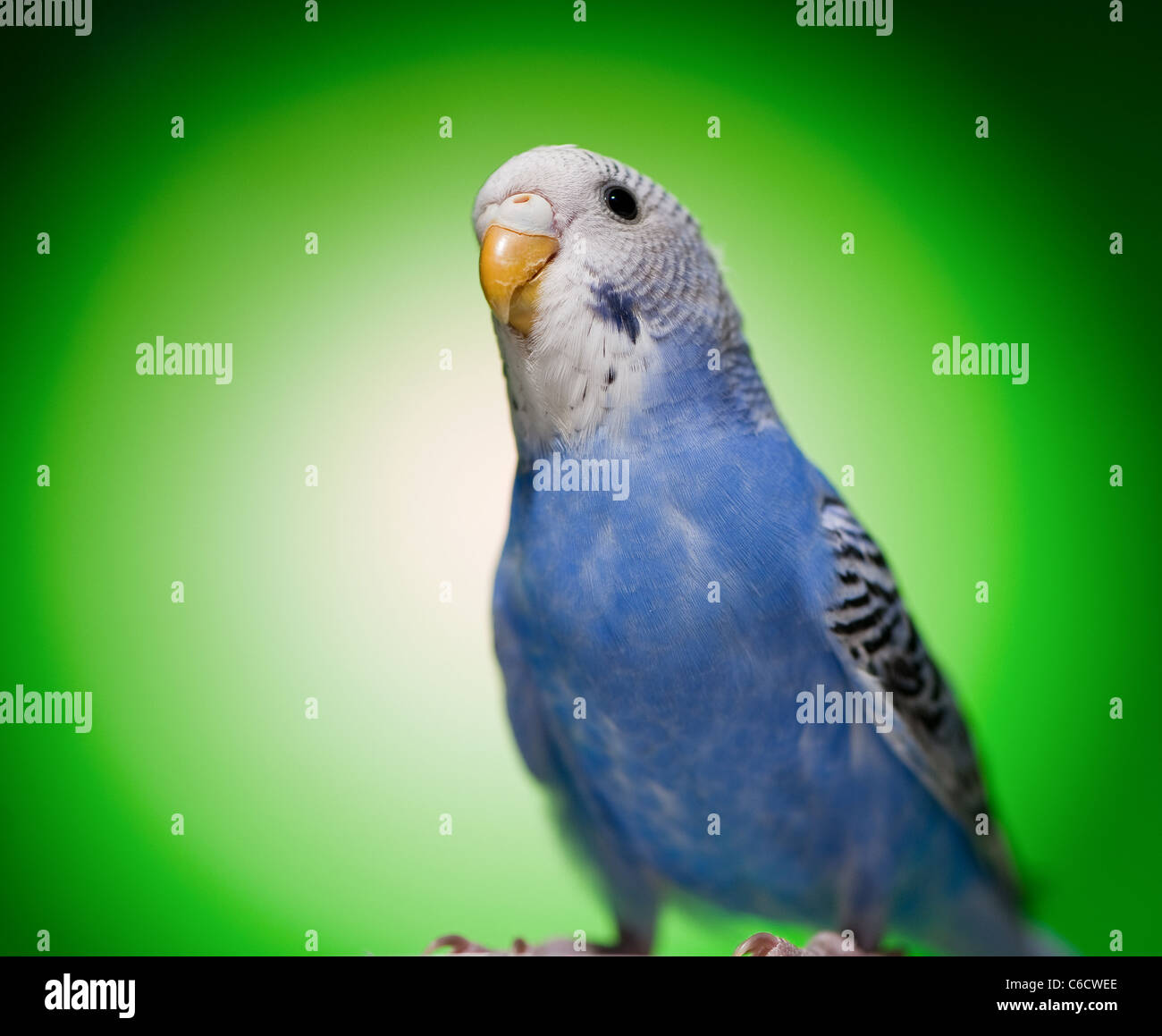 Blue budgies hi-res stock photography and images - Alamy