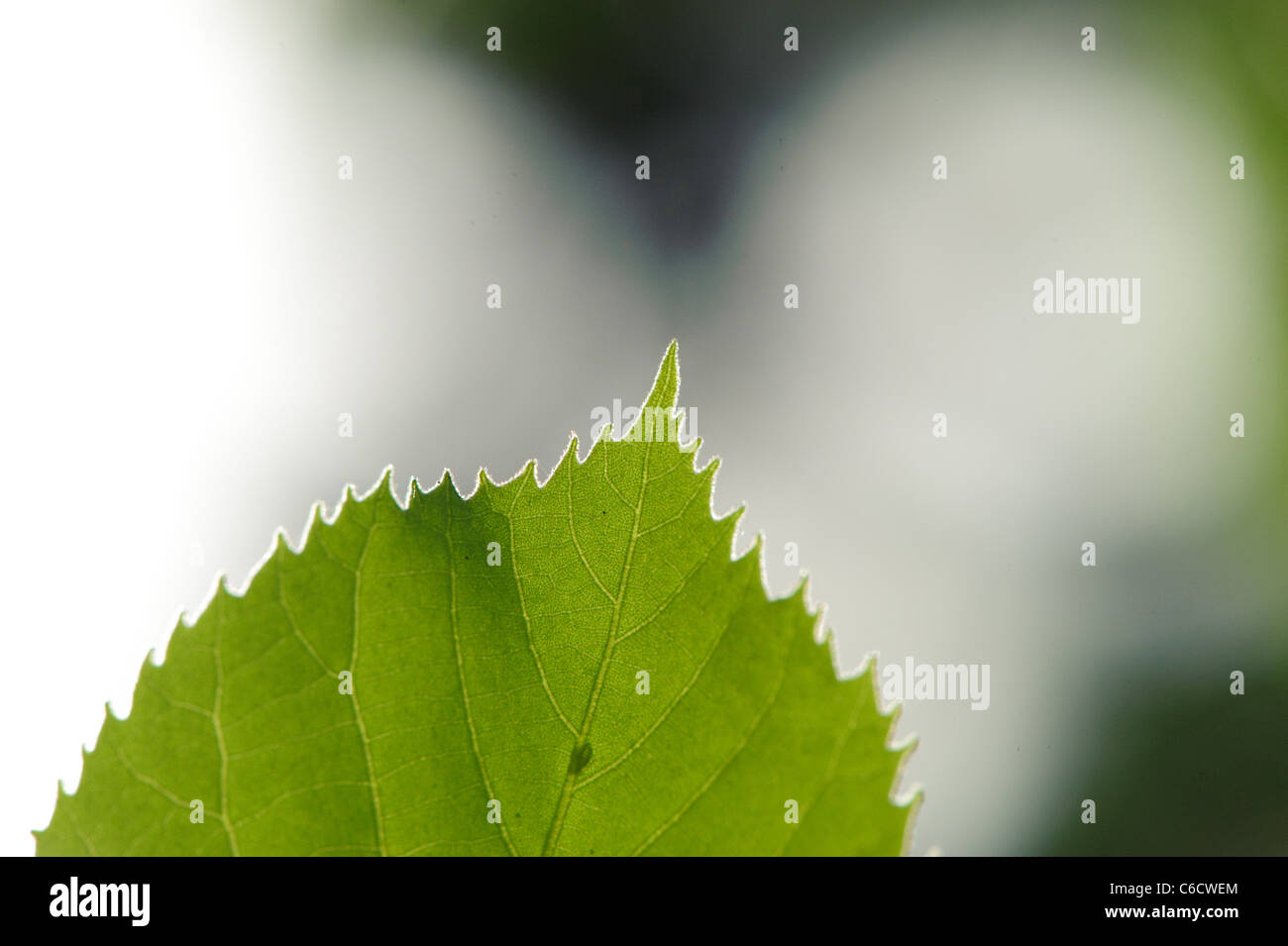 green leaf on the branch Stock Photo - Alamy